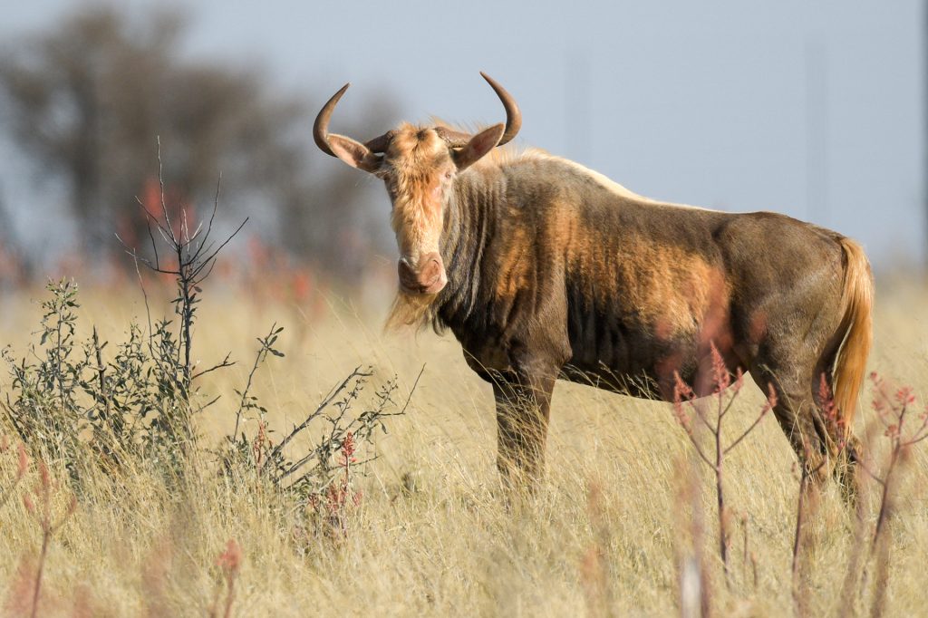 Kings Wildebeest – Tidal Winds