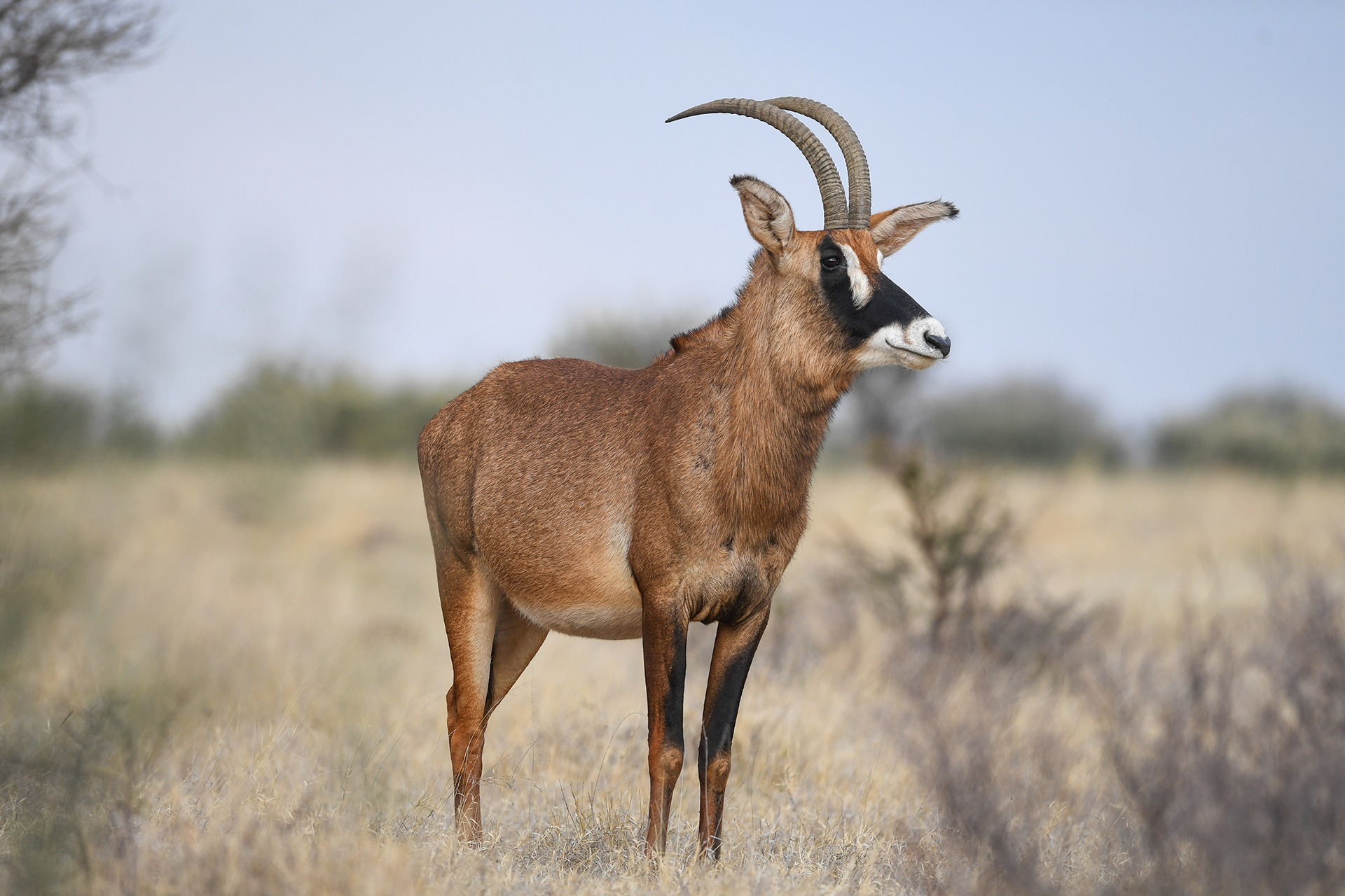 Roan – Tidal Winds