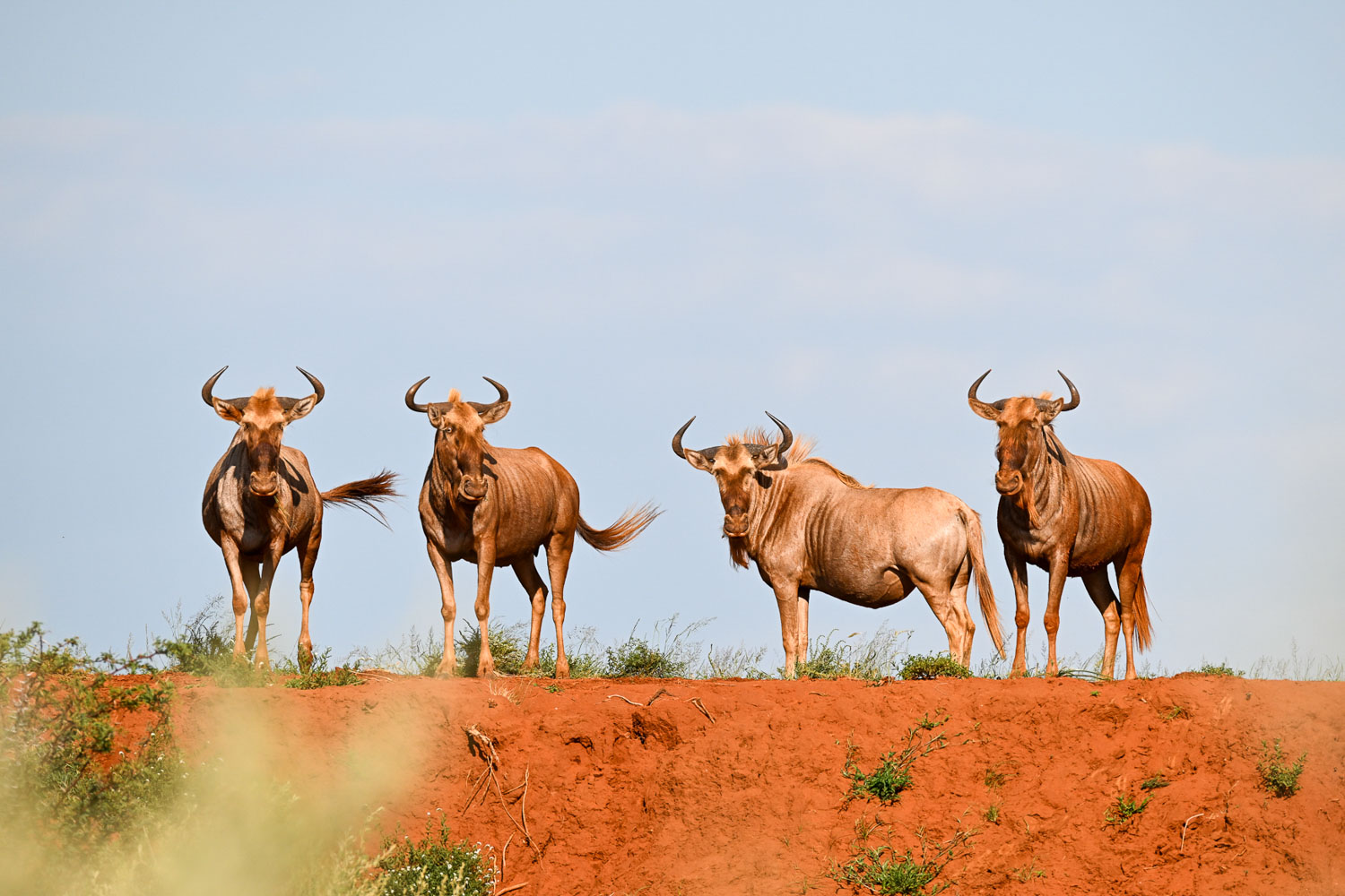 Golden Wildebeest – Tidal Winds