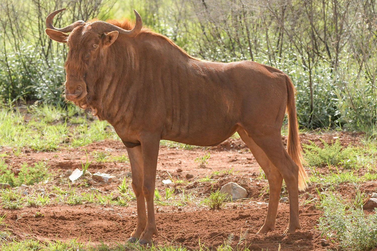 Golden Wildebeest – Tidal Winds