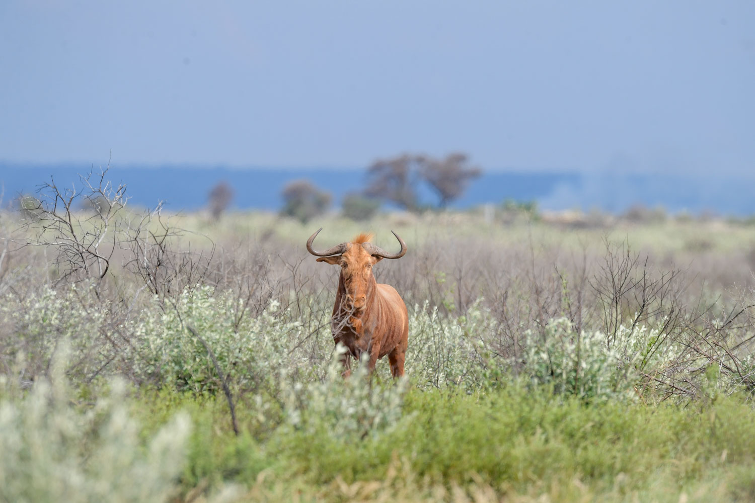 Golden Wildebeest – Tidal Winds