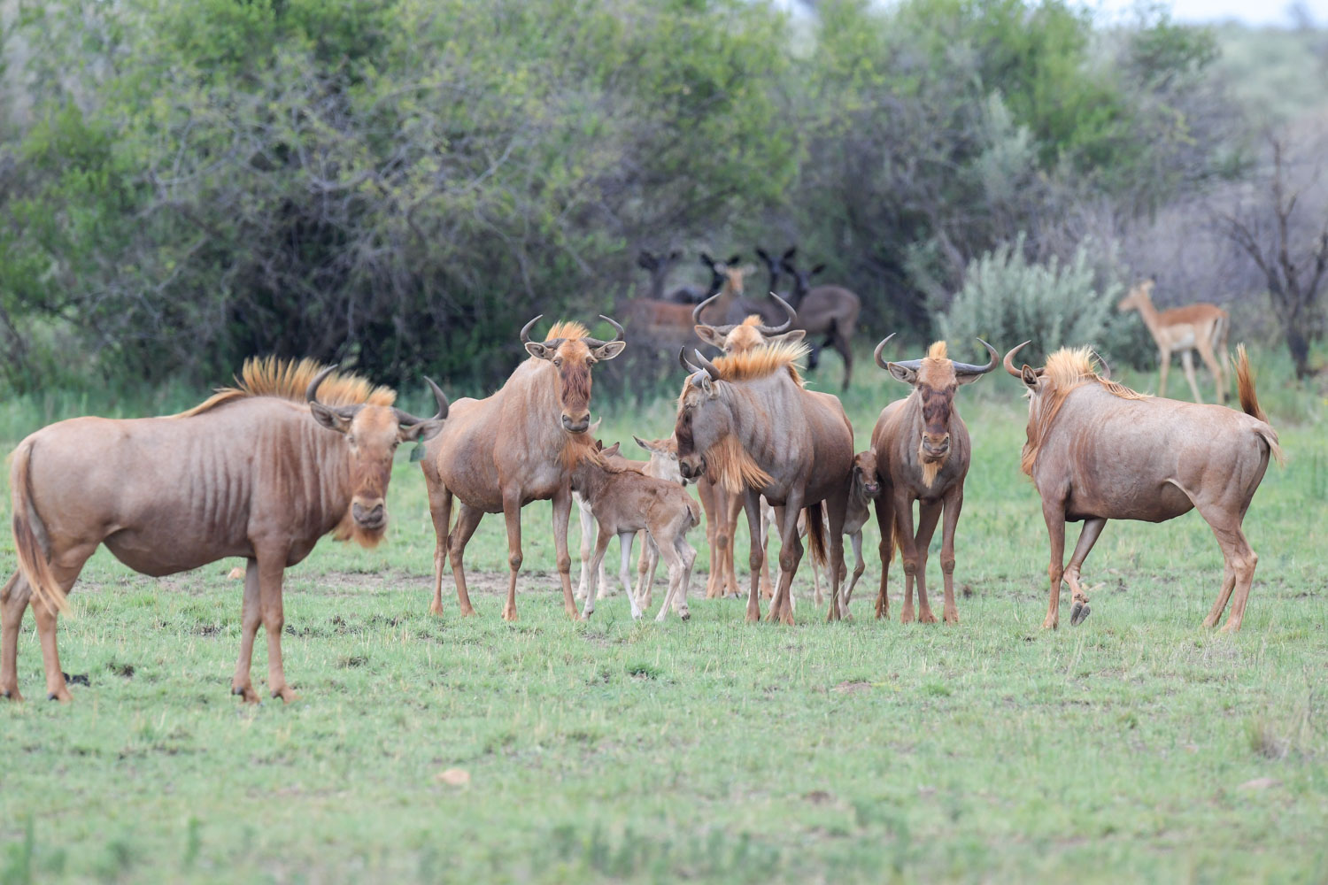 Golden Wildebeest – Tidal Winds