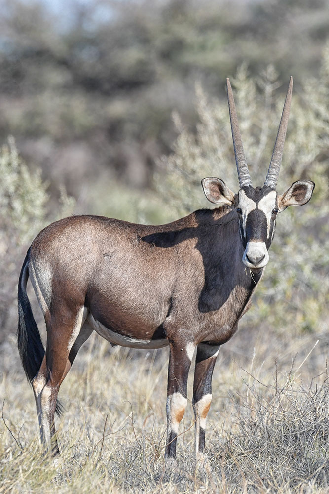 Oryx – Tidal Winds