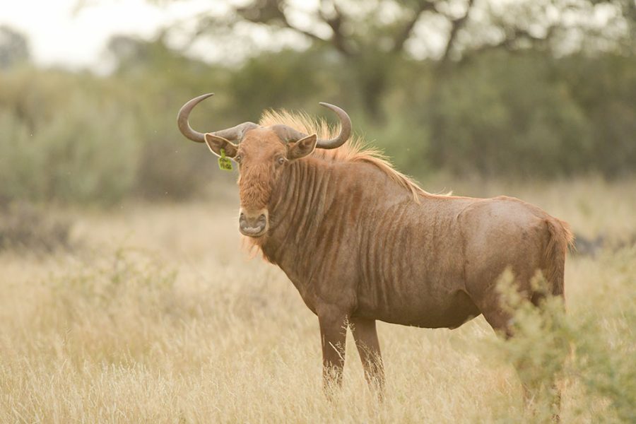 Golden Wildebeest – Tidal Winds